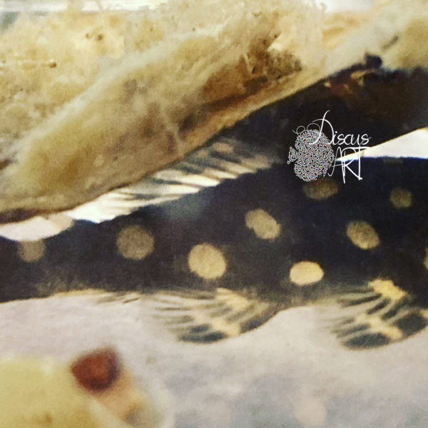 L236 Yellow RB Basic Grado A - Loricáridos - DiscusArt