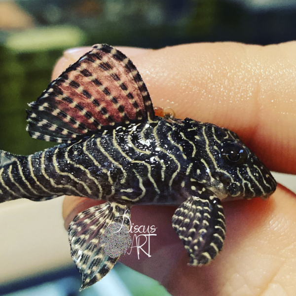 L144 Snow White Long Fin - Ancistrus - DiscusArt