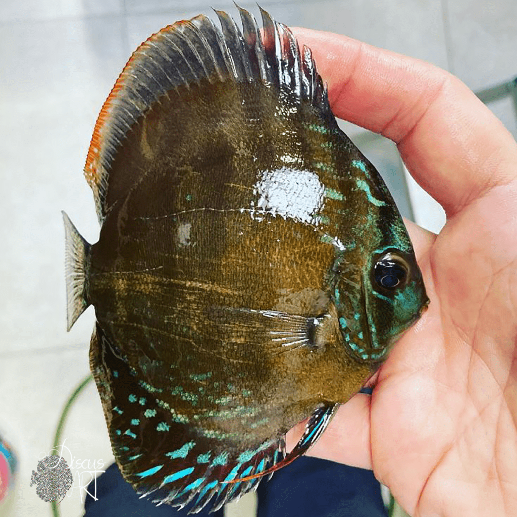 Discus archivos - DiscusArt