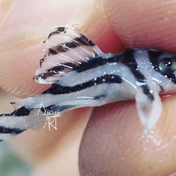 L236 Yellow RB Basic Grado A - Loricáridos - DiscusArt