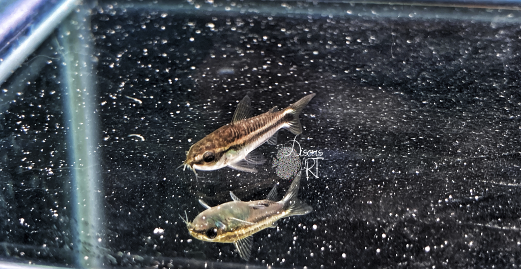 Corydora Pigmea WF - Corydoras - DiscusArt
