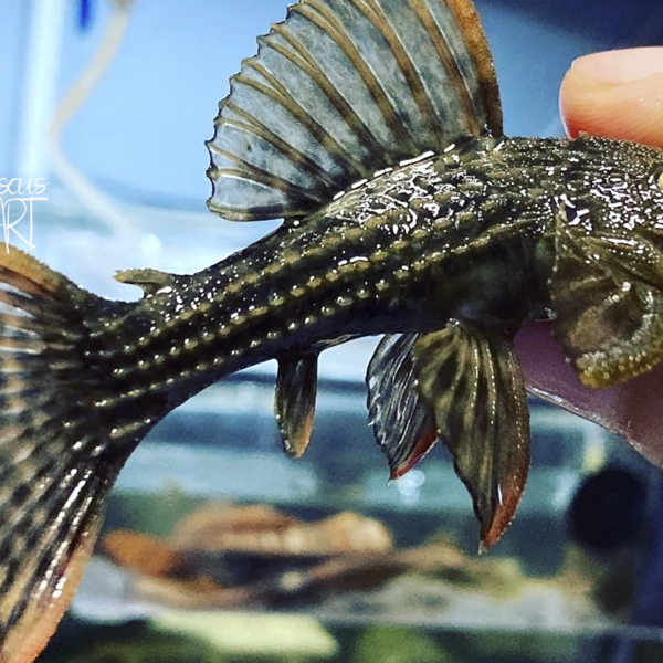 Pseudacanthicus archivos - DiscusArt