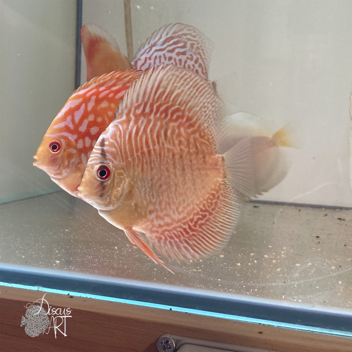 Tiger Snake Skin - Peces Disco - DiscusArt