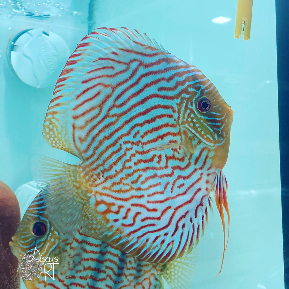 Turquesa Rojo - Peces Disco - DiscusArt