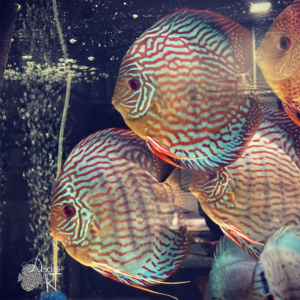 Turquesa Rojo - Peces Disco - DiscusArt