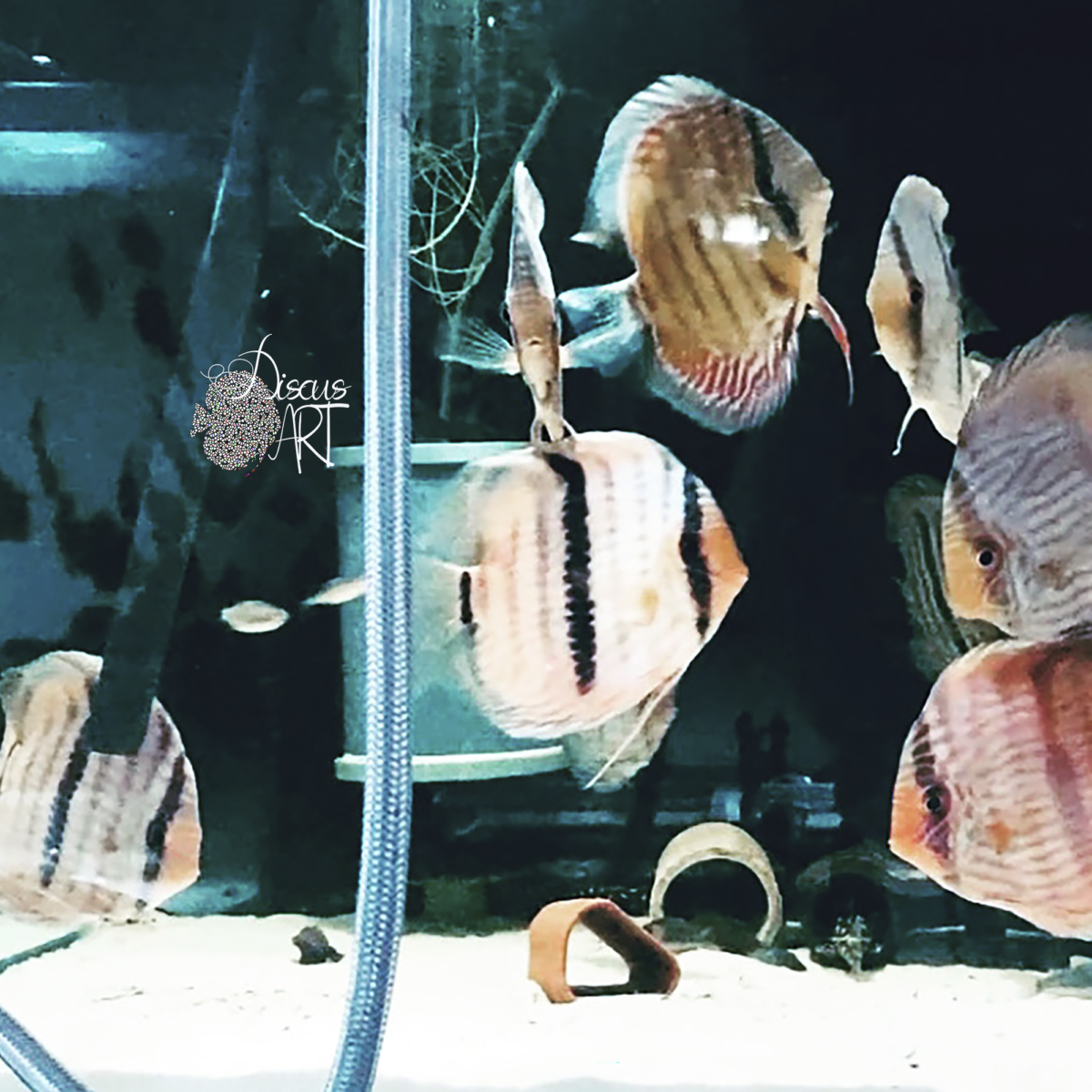 Red ICA - Peces Disco - DiscusArt