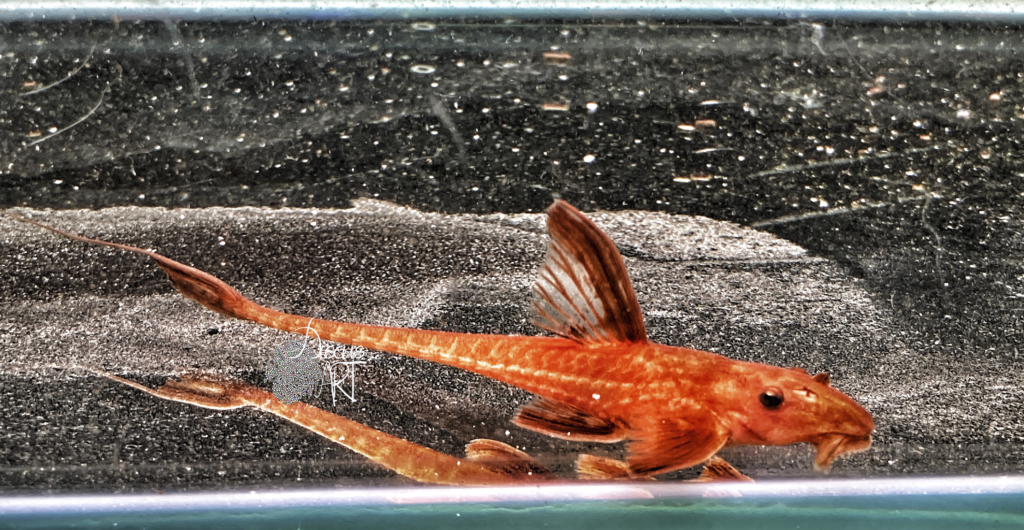 L010a Rineloricaria Sp. Red - Loricarias - DiscusArt