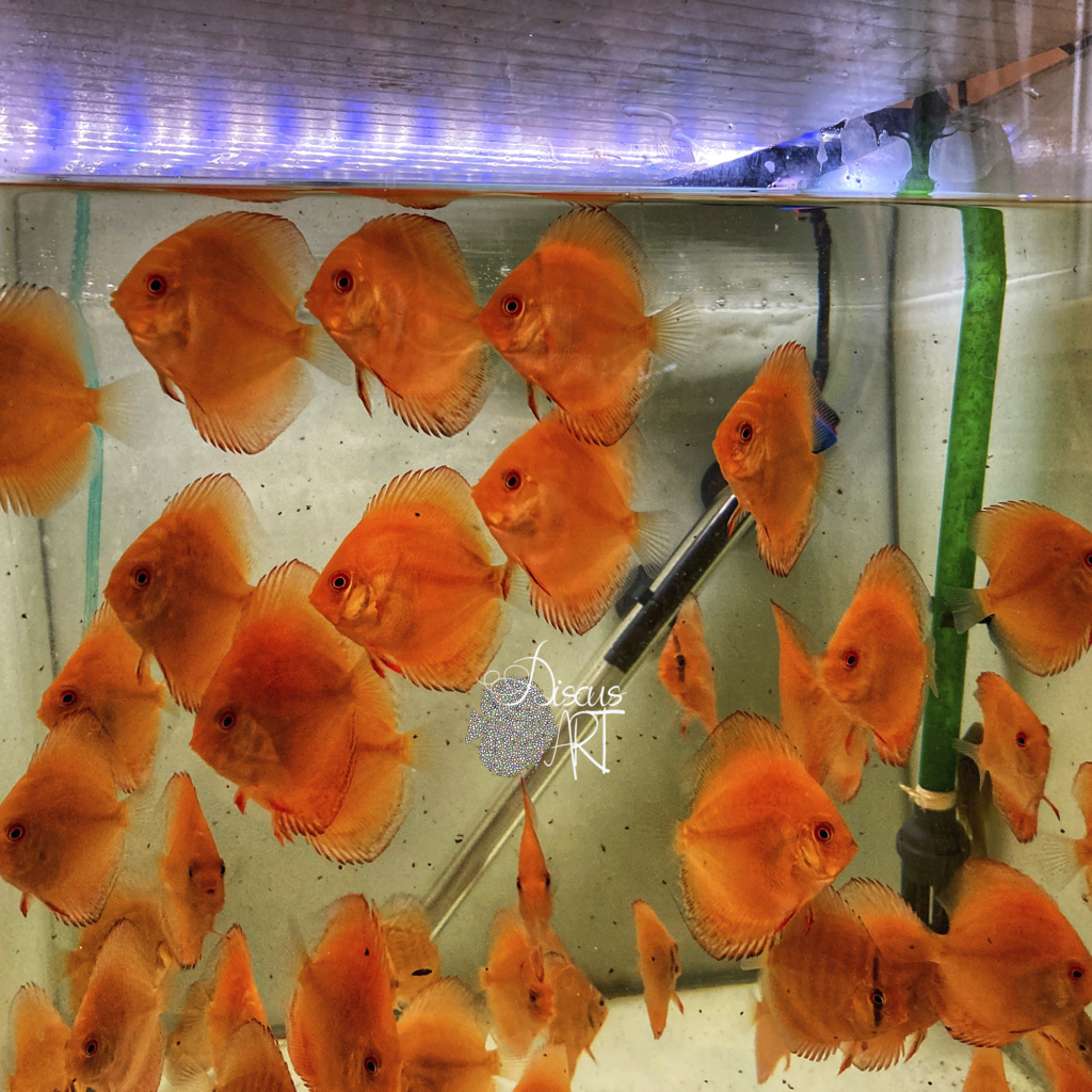 Tropical Discus Gran Wild - Alimentación - DiscusArt