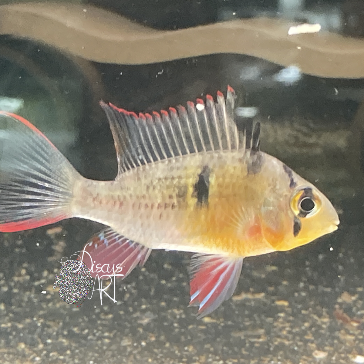 L144 Snow White Long Fin - Ancistrus - DiscusArt