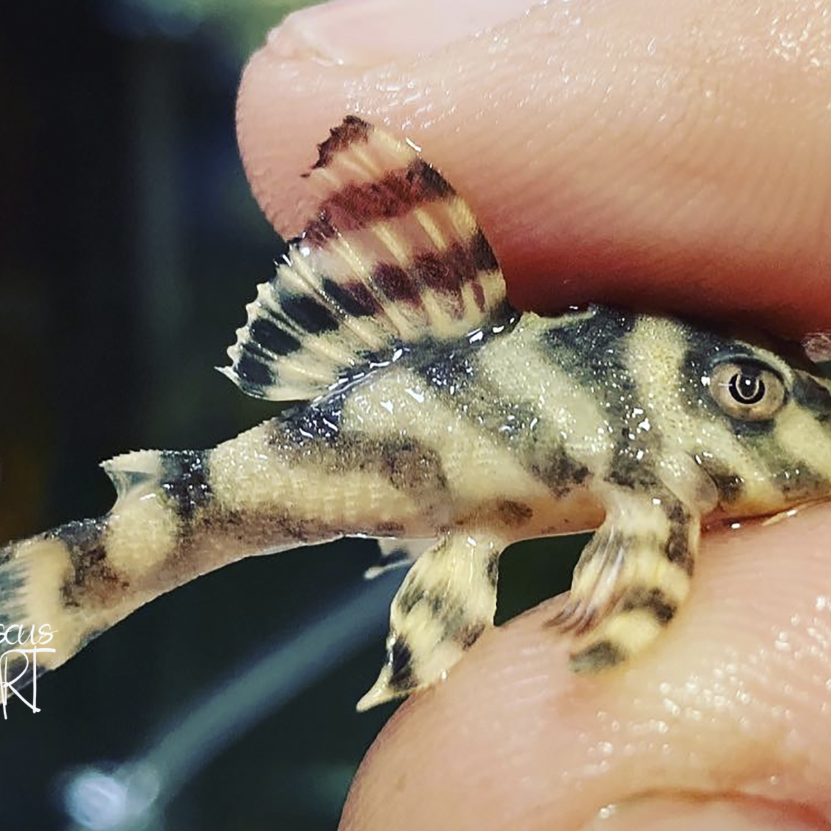 L236 White RB Basic - Loricáridos - DiscusArt