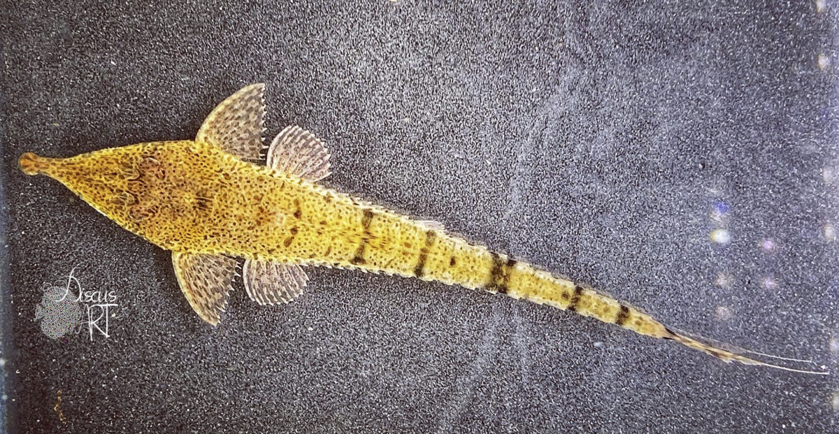 Hemiodontichthys acipenserinus "Pinocho" - Loricáridos - DiscusArt