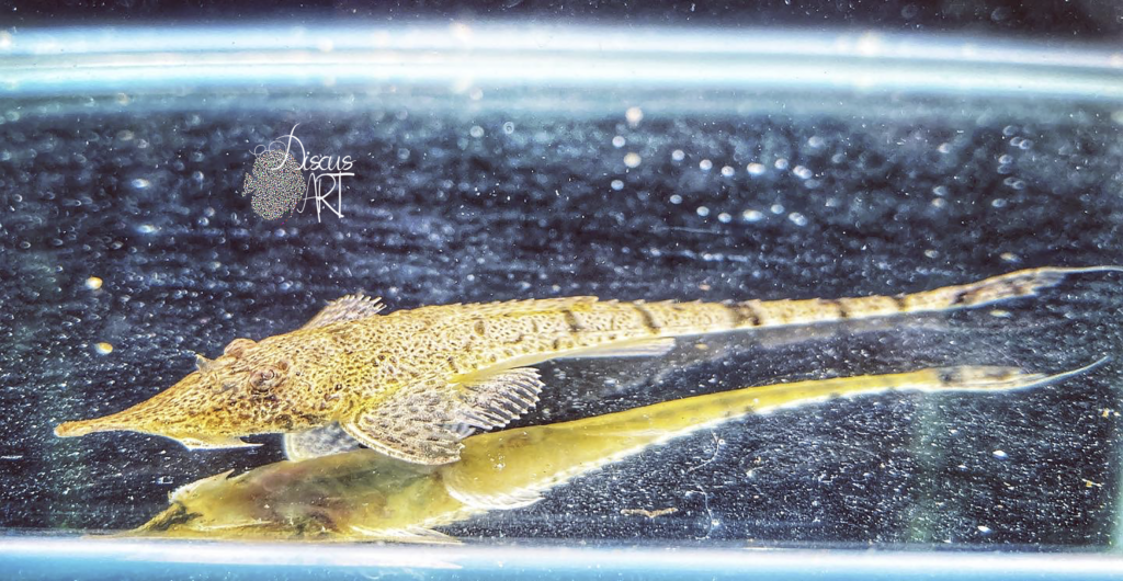 Hemiodontichthys acipenserinus "Pinocho" - Loricáridos - DiscusArt