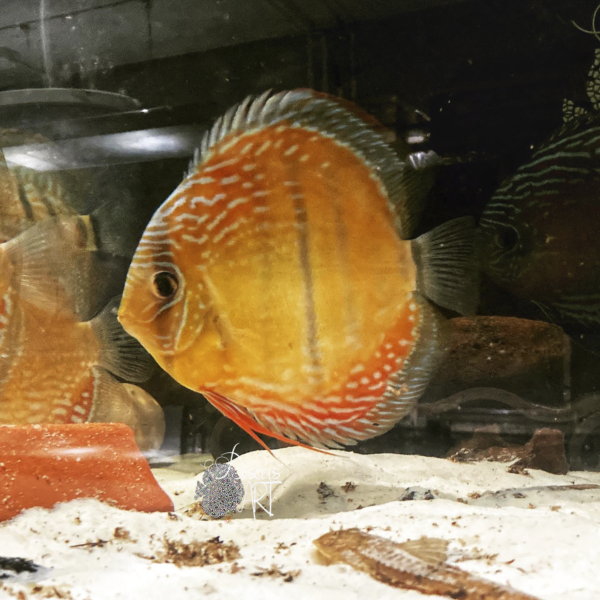 Snake Skin Red - Peces Disco - DiscusArt