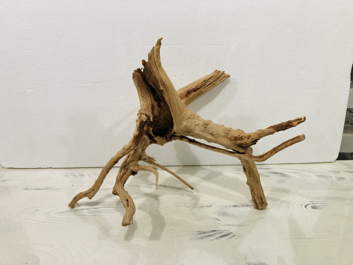 Madera Spider Gold n4 - Botánicos - DiscusArt