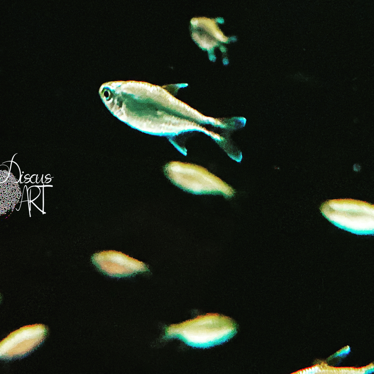 Pterophyllum Altum Atabapo WF + Peces - DiscusArt