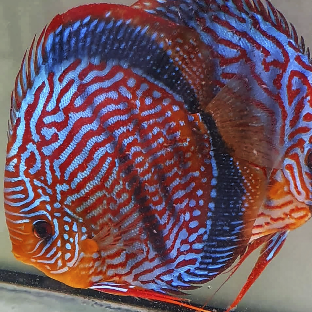 Royal Heckel - Peces Disco - DiscusArt