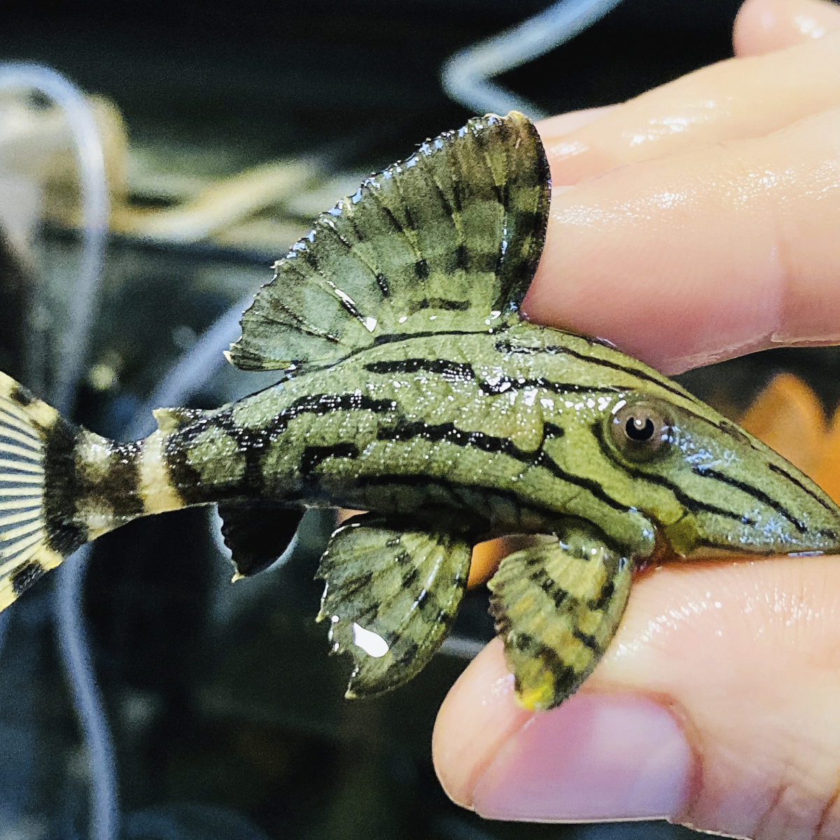 Pterophyllum Manacapuru "Red Back" + Peces - DiscusArt