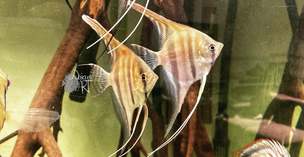 Pterophyllum Manacapuru "Red Back" + Peces - DiscusArt