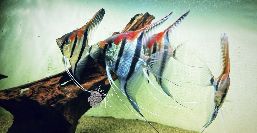 Pterophyllum Manacapuru "Red Back" + Peces - DiscusArt