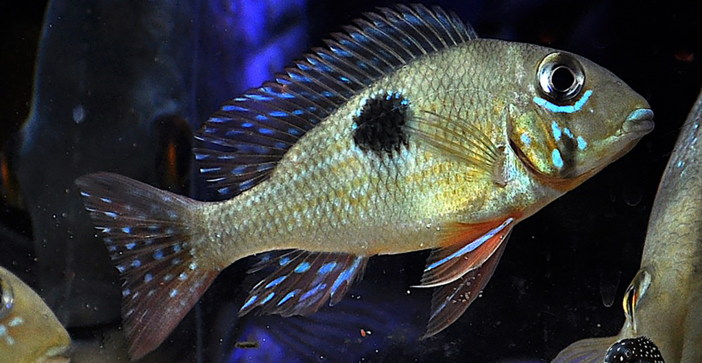 Geophagus Río Teles Pires, "Panta Rhei" + Peces - DiscusArt