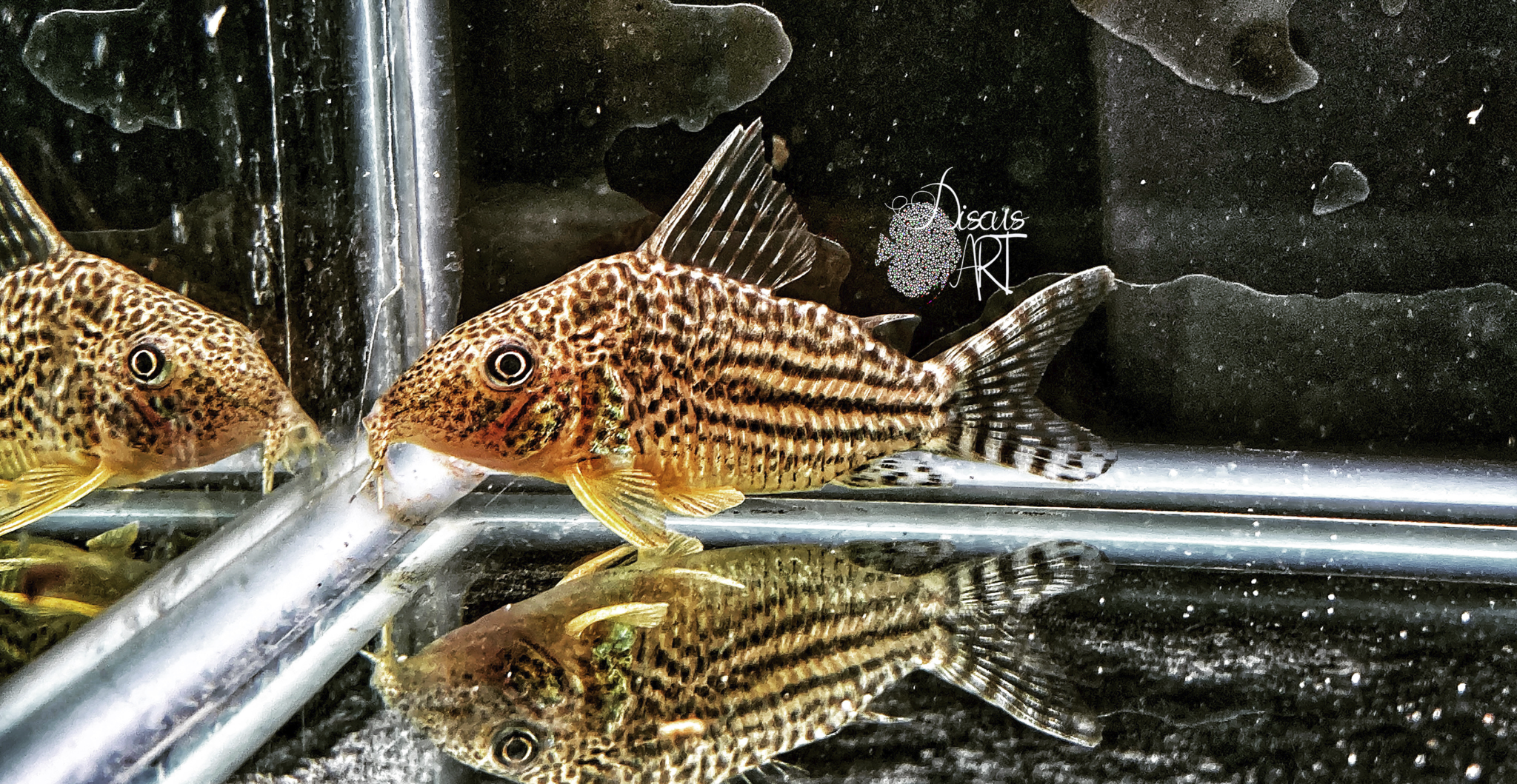 Corydora Haraldschultzi WF - Corydoras - DiscusArt