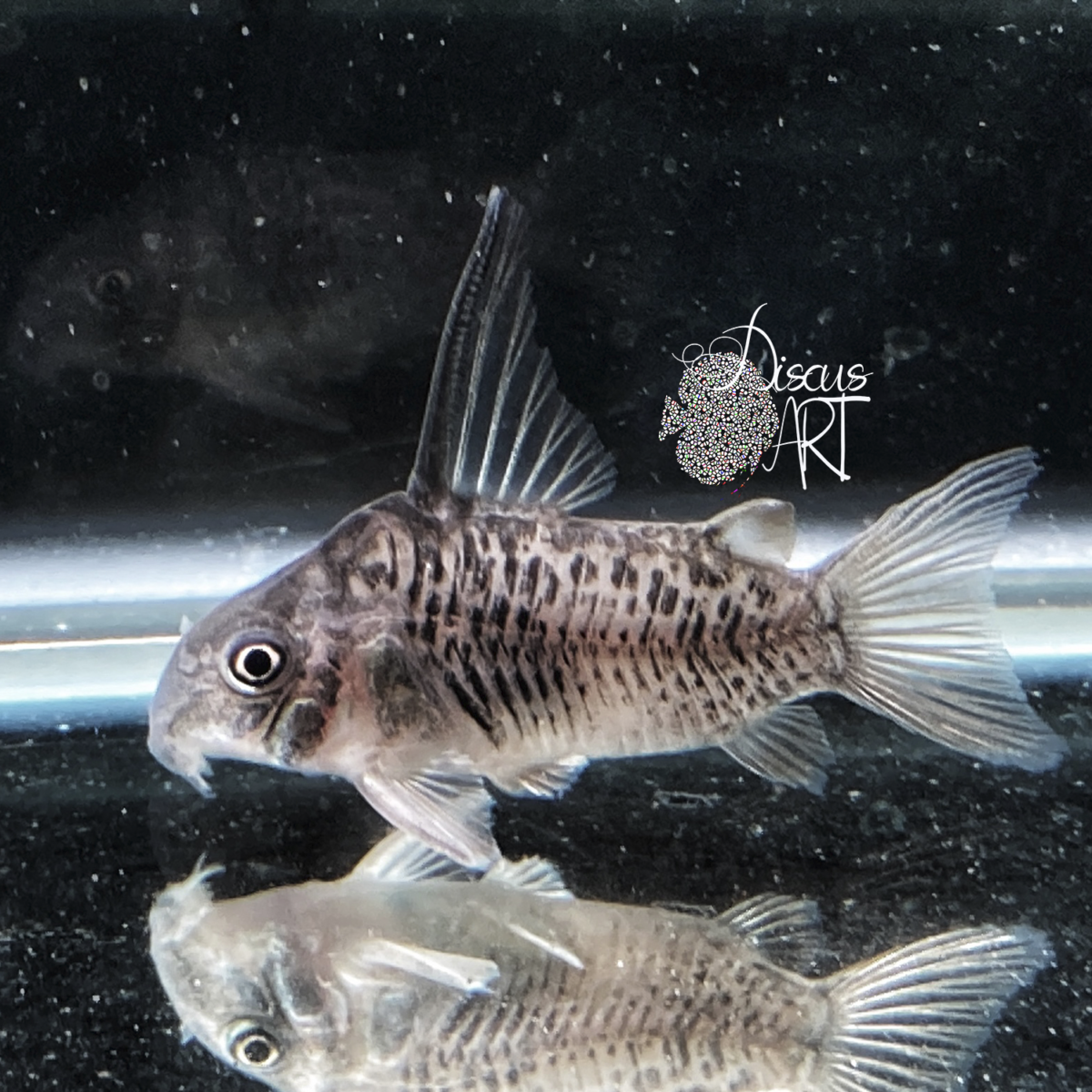 Corydora Hastatus WF - Corydoras - DiscusArt