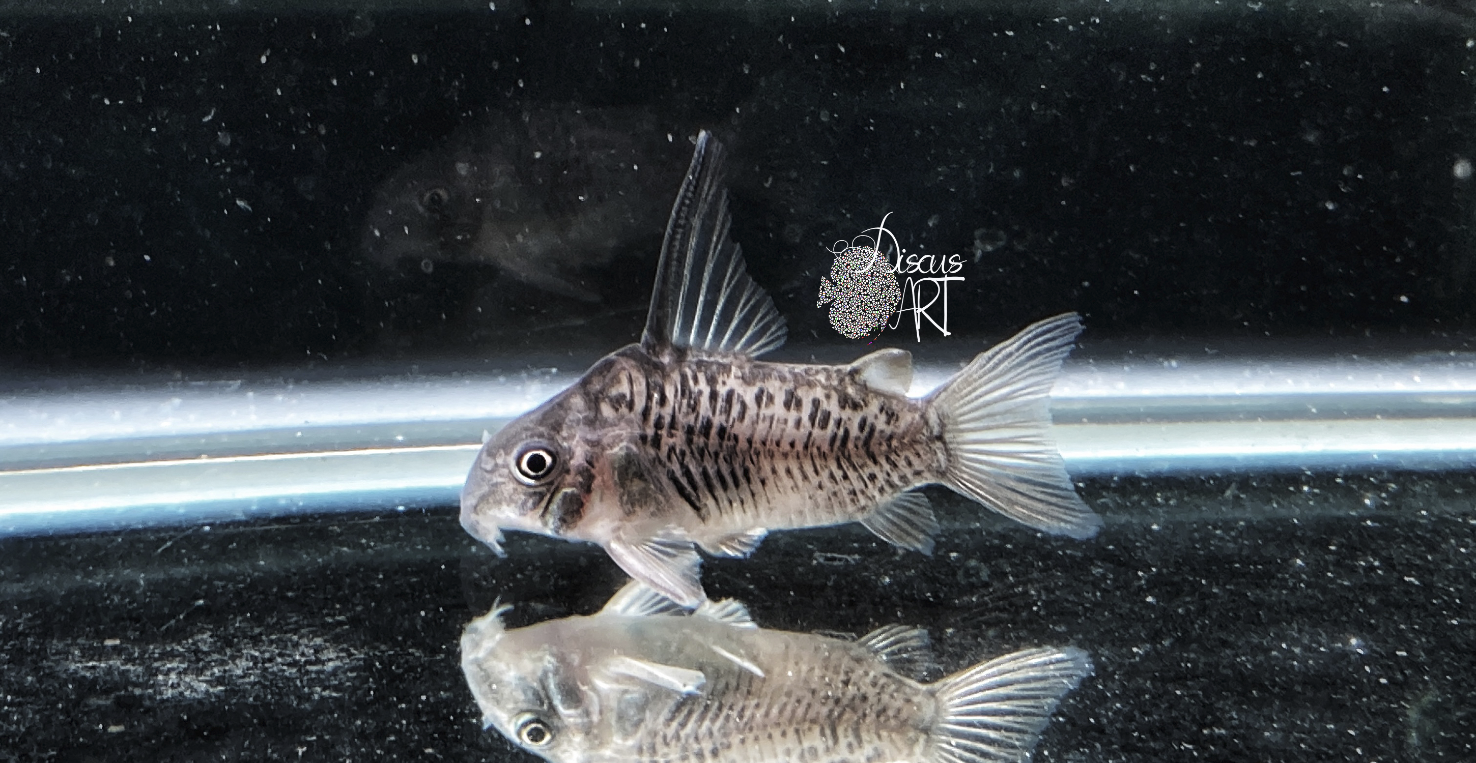 Corydora Armatus WF - Corydoras - DiscusArt