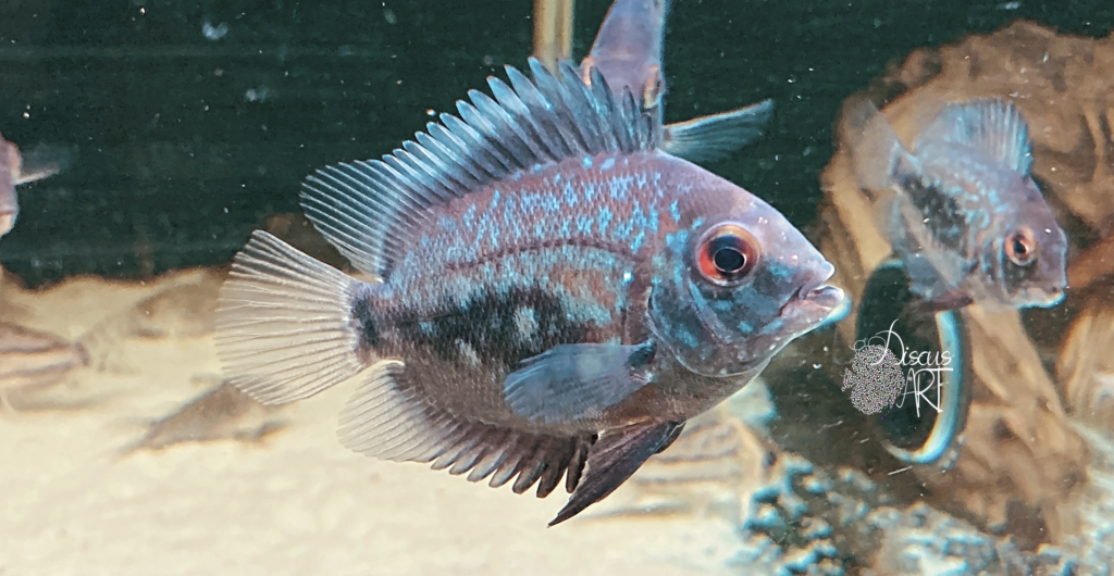 Uaru Amphiacanthoides WF + Peces - DiscusArt