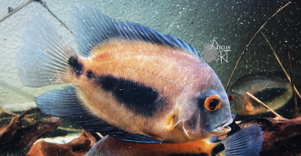 Uaru Amphiacanthoides WF + Peces - DiscusArt