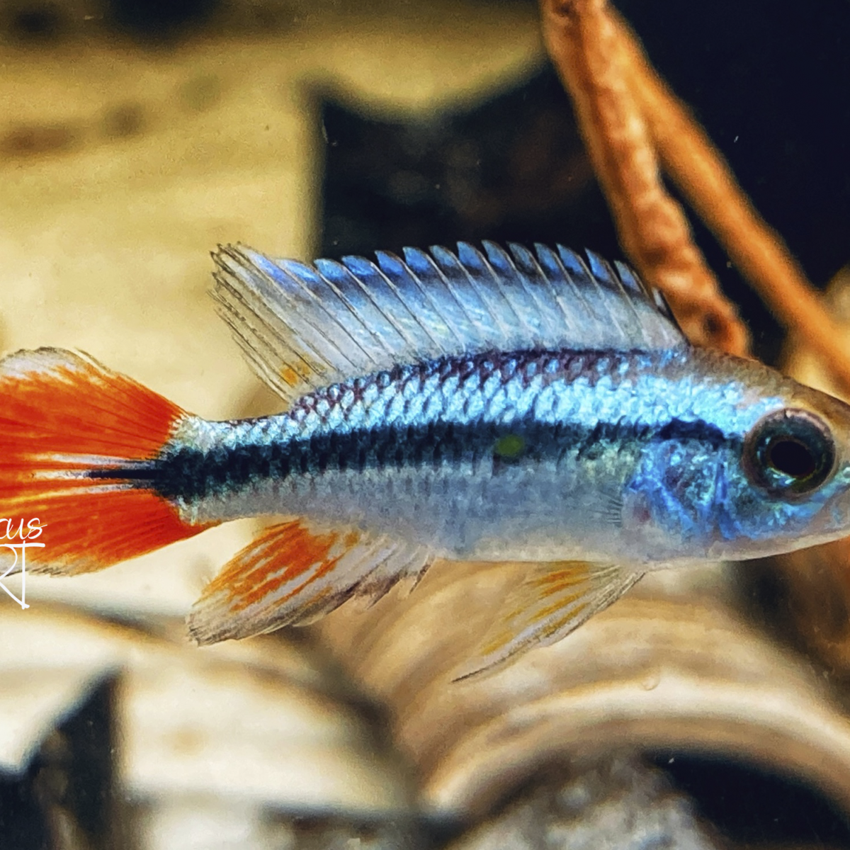 Pterophyllum Red Devil + Peces - DiscusArt