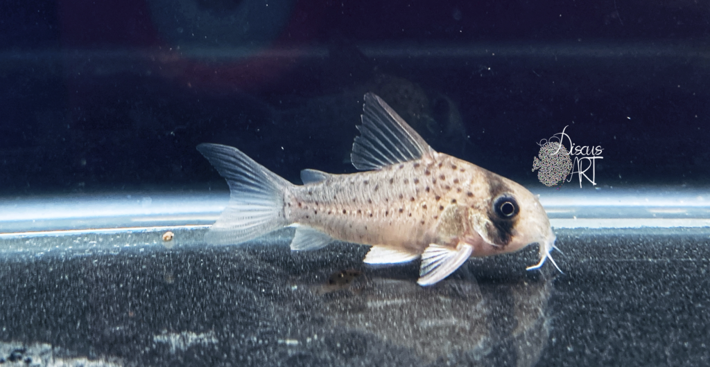Corydora Atropersonatus - Corydoras - DiscusArt