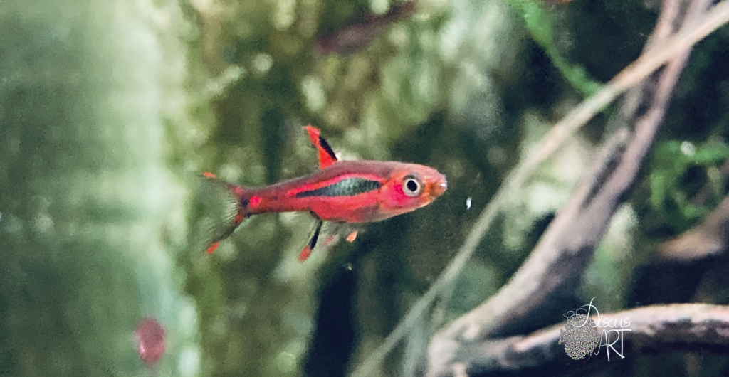 Boraras Brigittae - Rasbora Mosquito + peces - DiscusArt