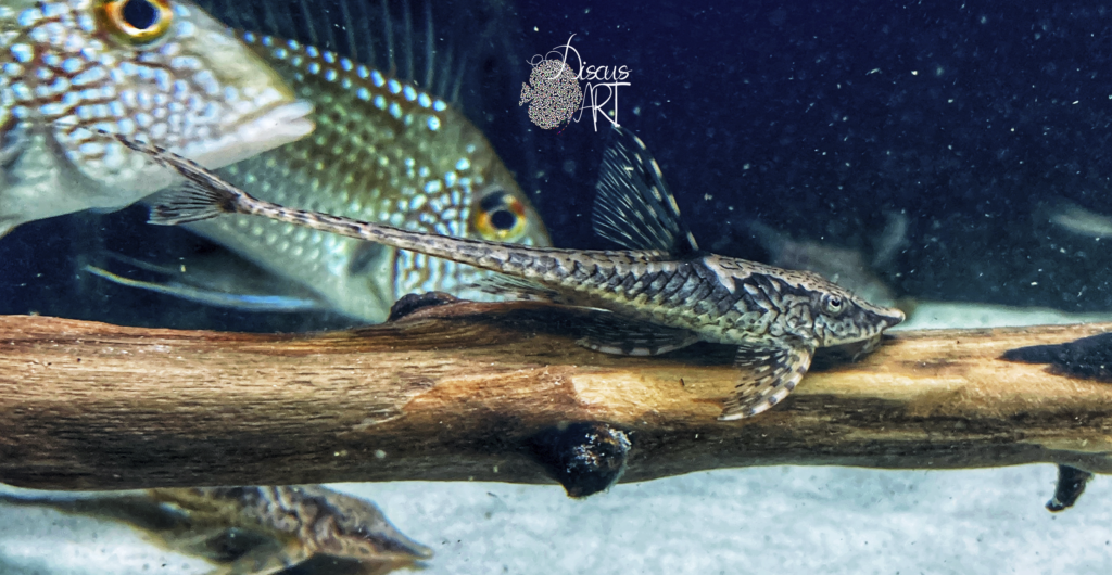 Sturisomatichthys leightoni WF - DiscusArt