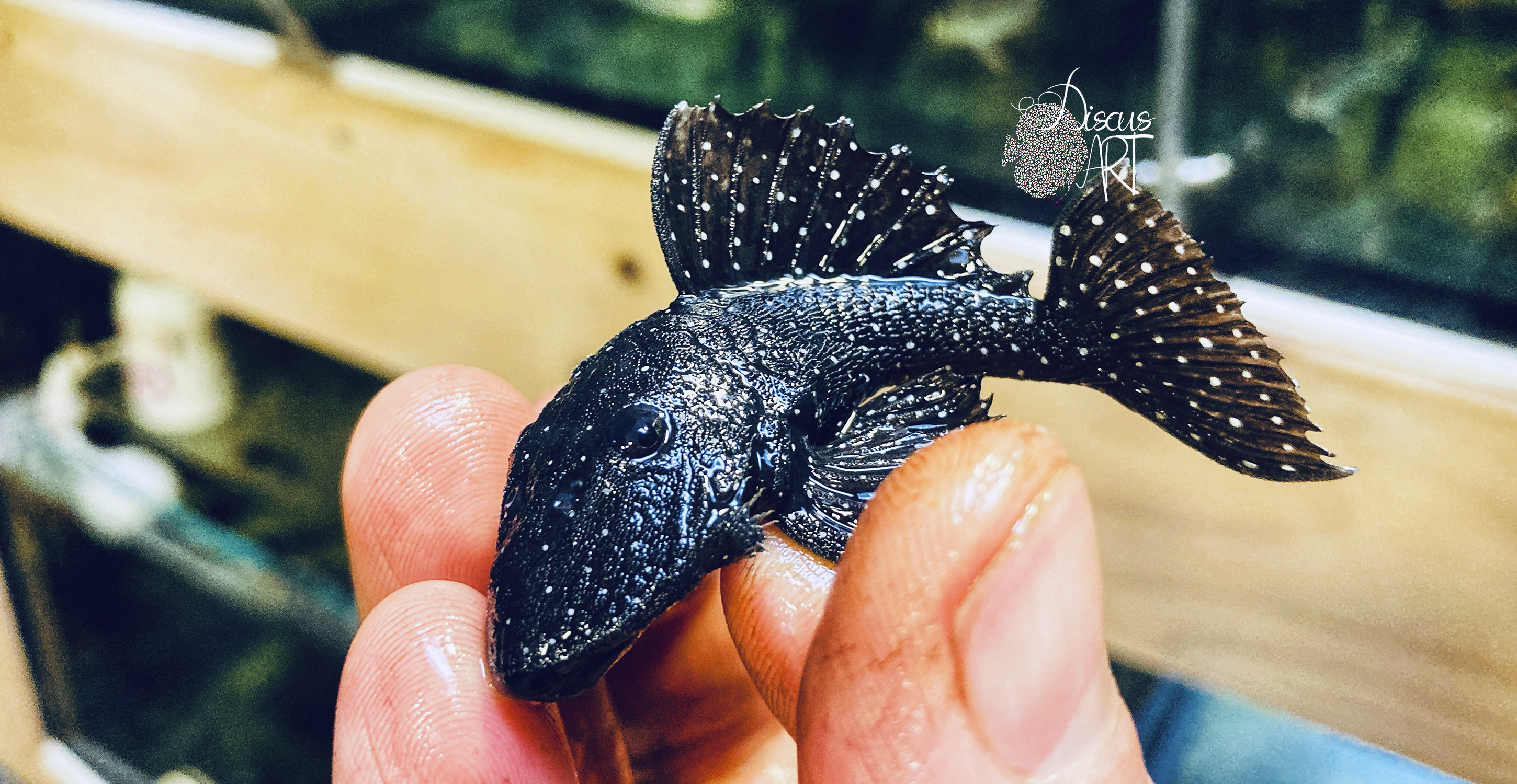Parancistrus Nudiventris L031 "Peppermint Pleco" - Loricáridos - DiscusArt