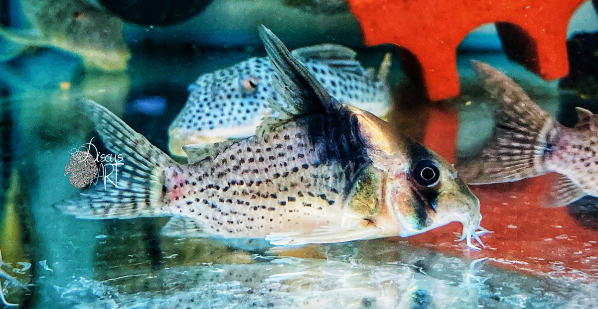 Corydora CW027 High Fin Spotted - Corydoras - DiscusArt