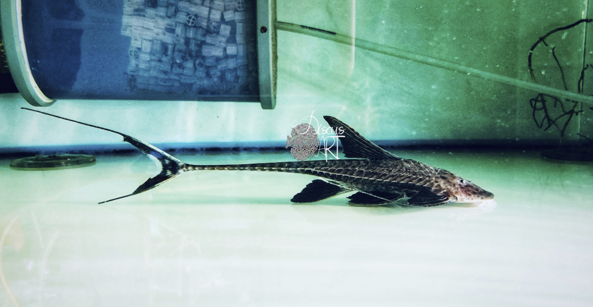 Pterosturisoma microps - Loricáridos - DiscusArt